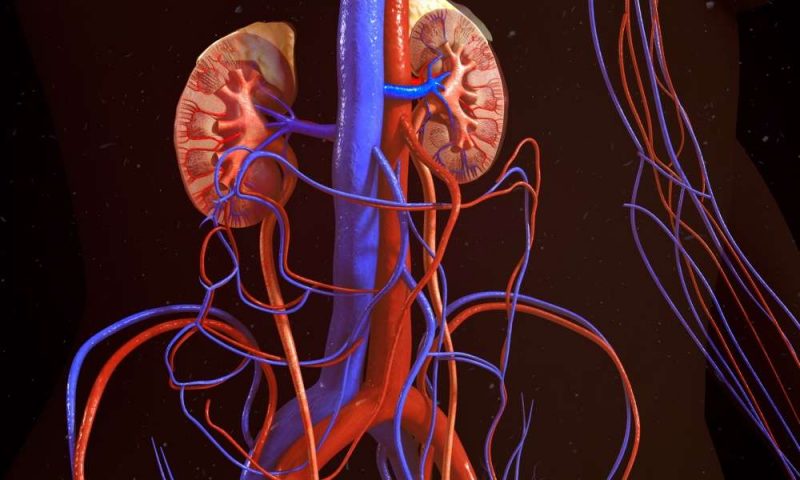 Kidney Facts - Improve Kidneys